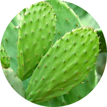 Cactus Extract Solution - Plant Extract Liquid - 赣州华汉生物科技有限公司